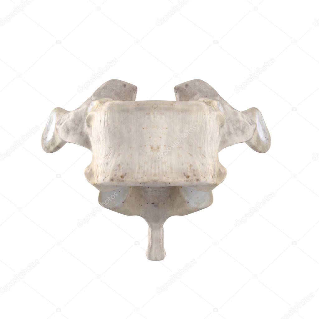 T8 Vértebra torácica aislada en vista anterior blanca 2022