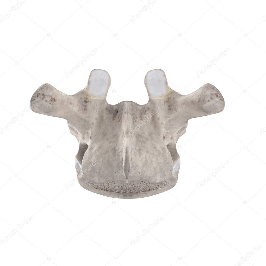 T3 Vértebra torácica aislada en vista posterior blanca 2022