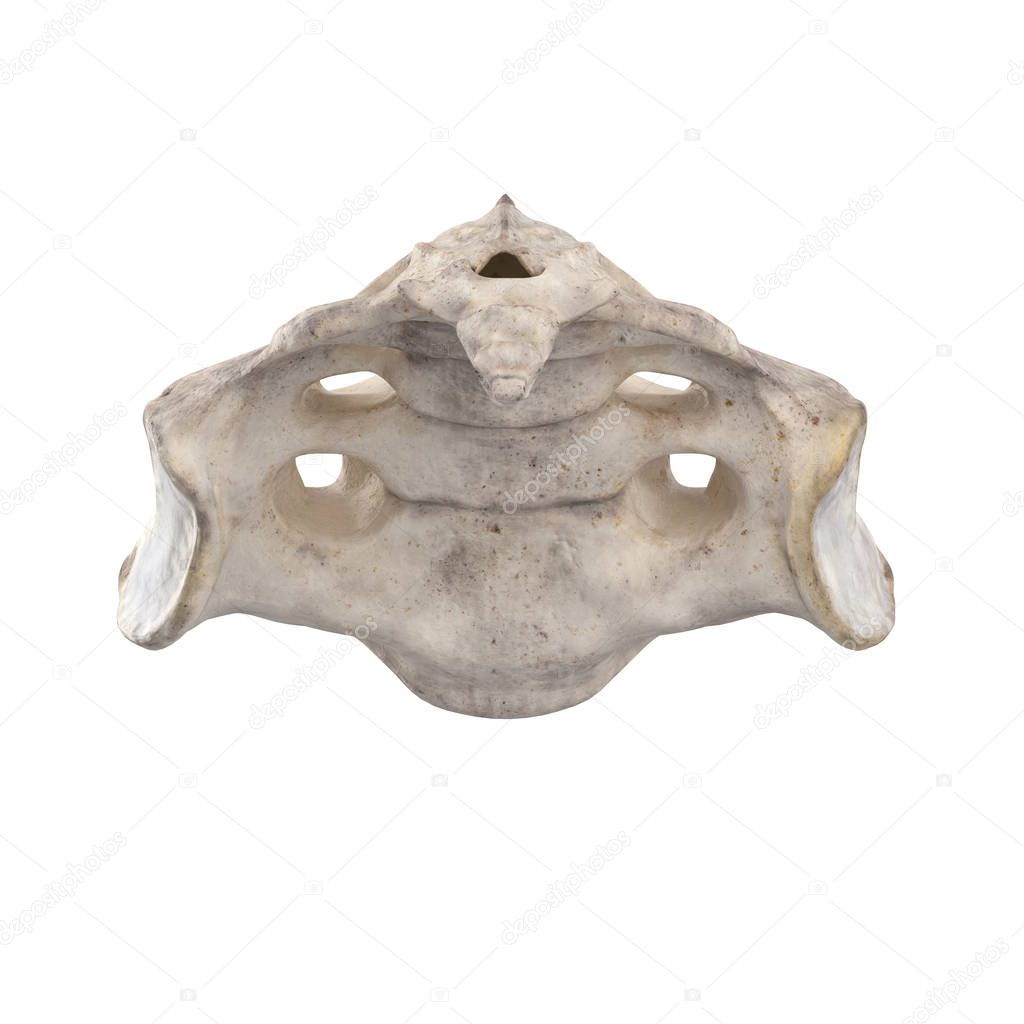 Os sacrum aislado sobre fondo blanco vista inferior 2023