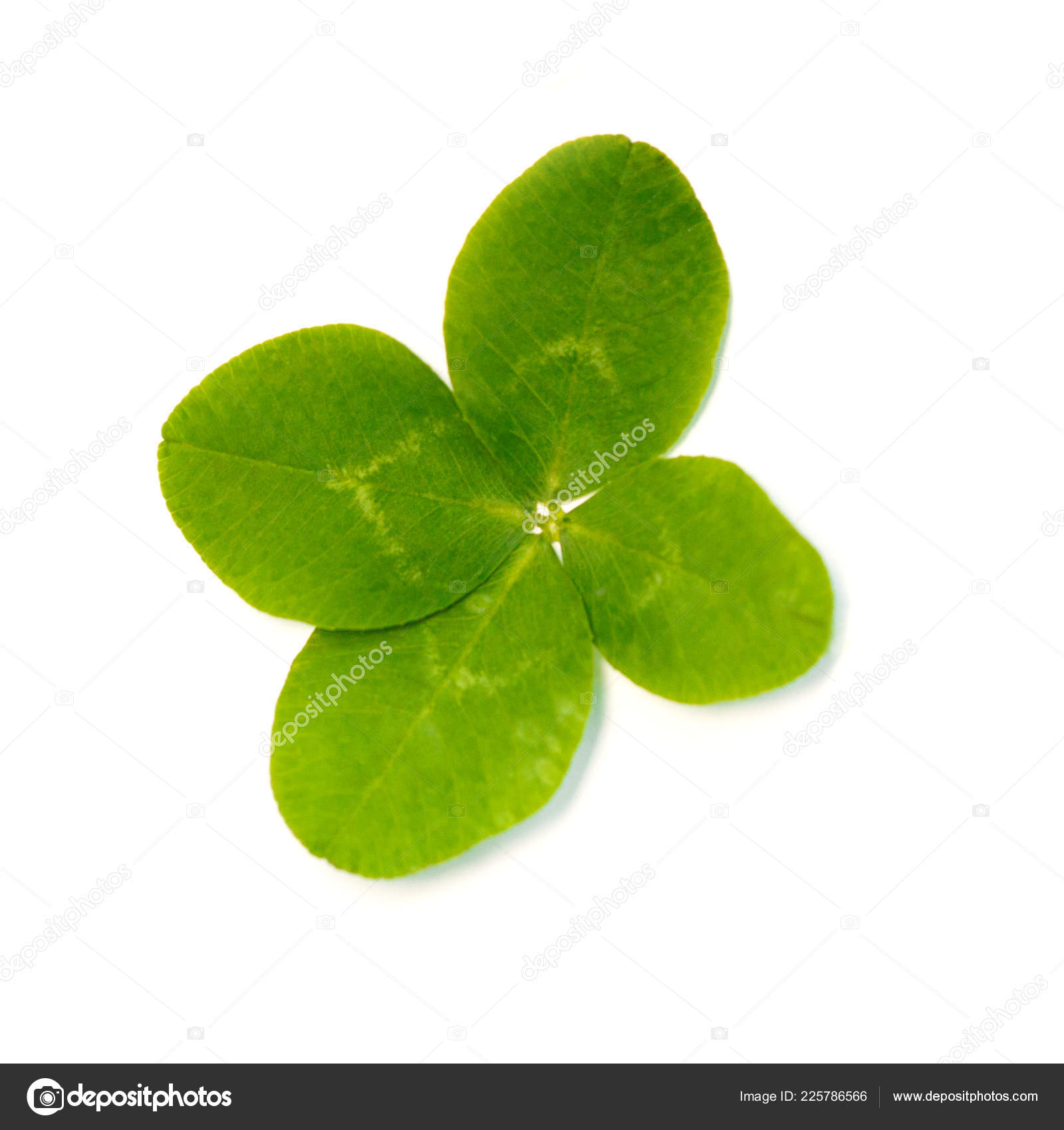 Trevo De Quatro Folhas