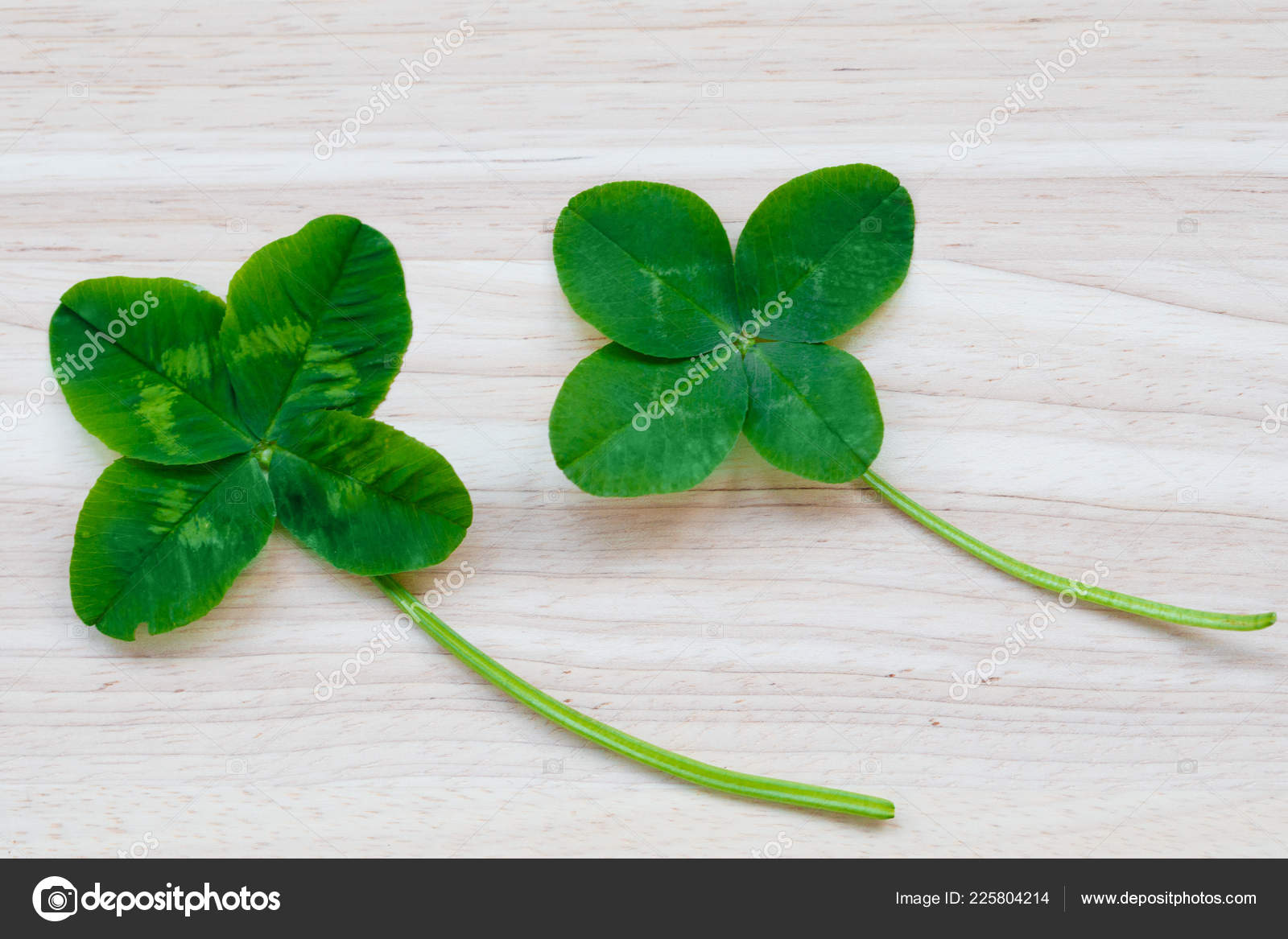 Four Leaf Clover Plant Leaves Symbol Luck Happiness Success Joy — Stock ...