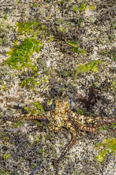 Lagarto de mar Stock Photos, Royalty Free Lagarto de mar Images ...