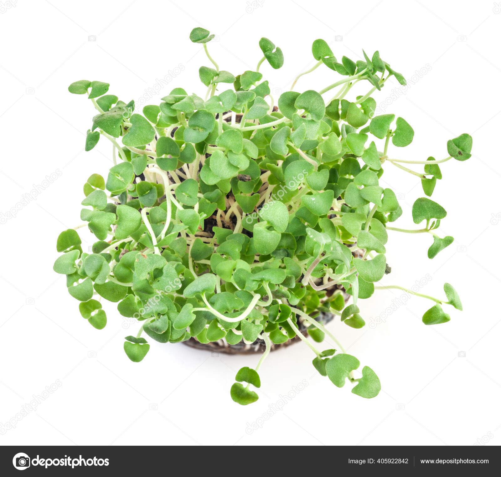 Sprouted Basil Seeds Microgreens Vegan Healthy Eating Seed Germination ...