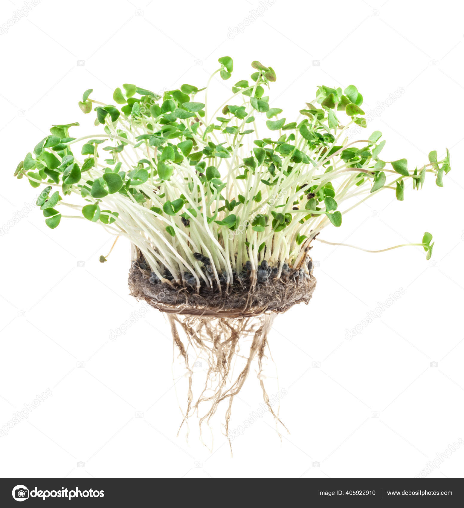 Basil Seeds Germination