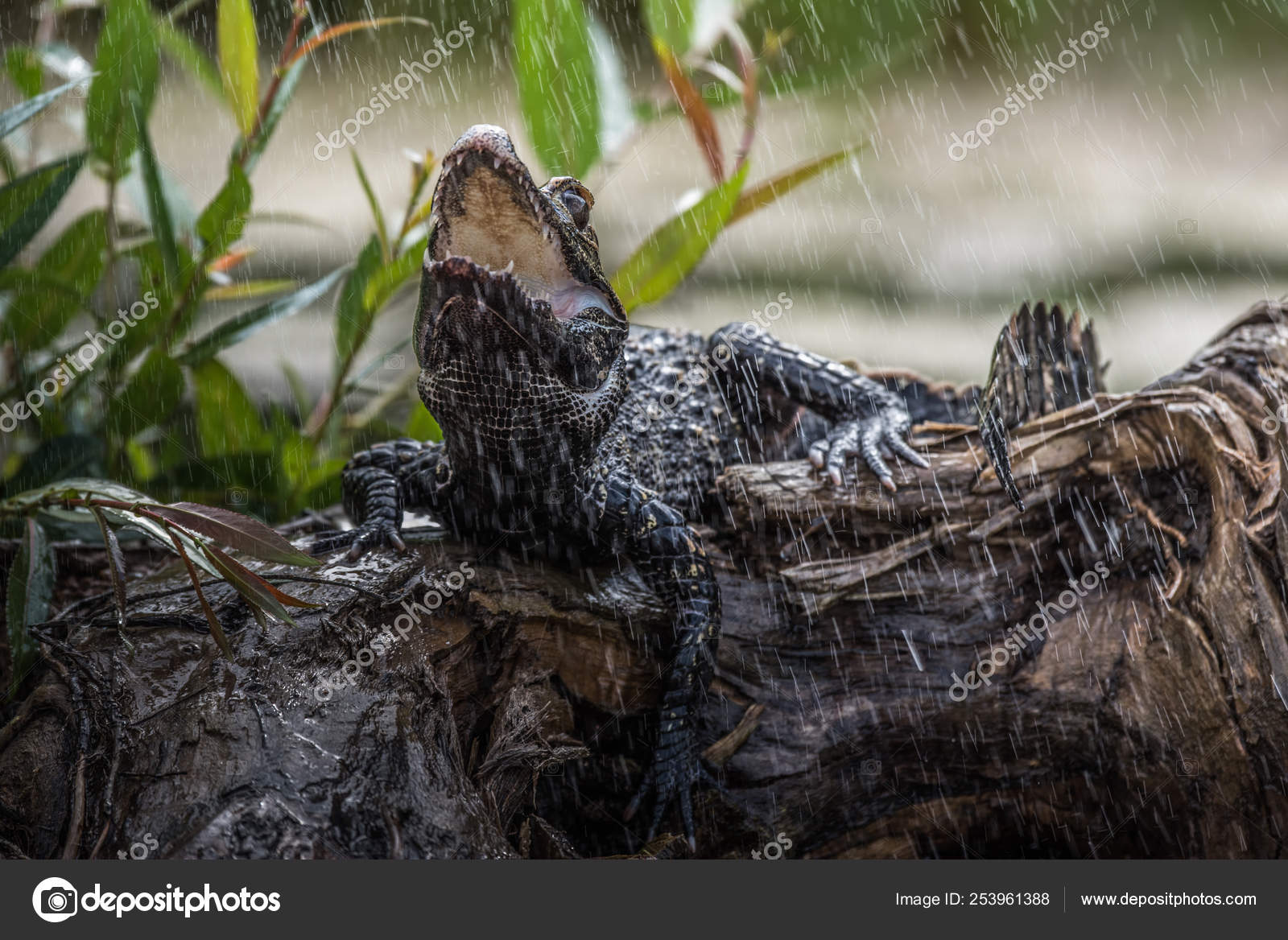 Amazon Black Caiman