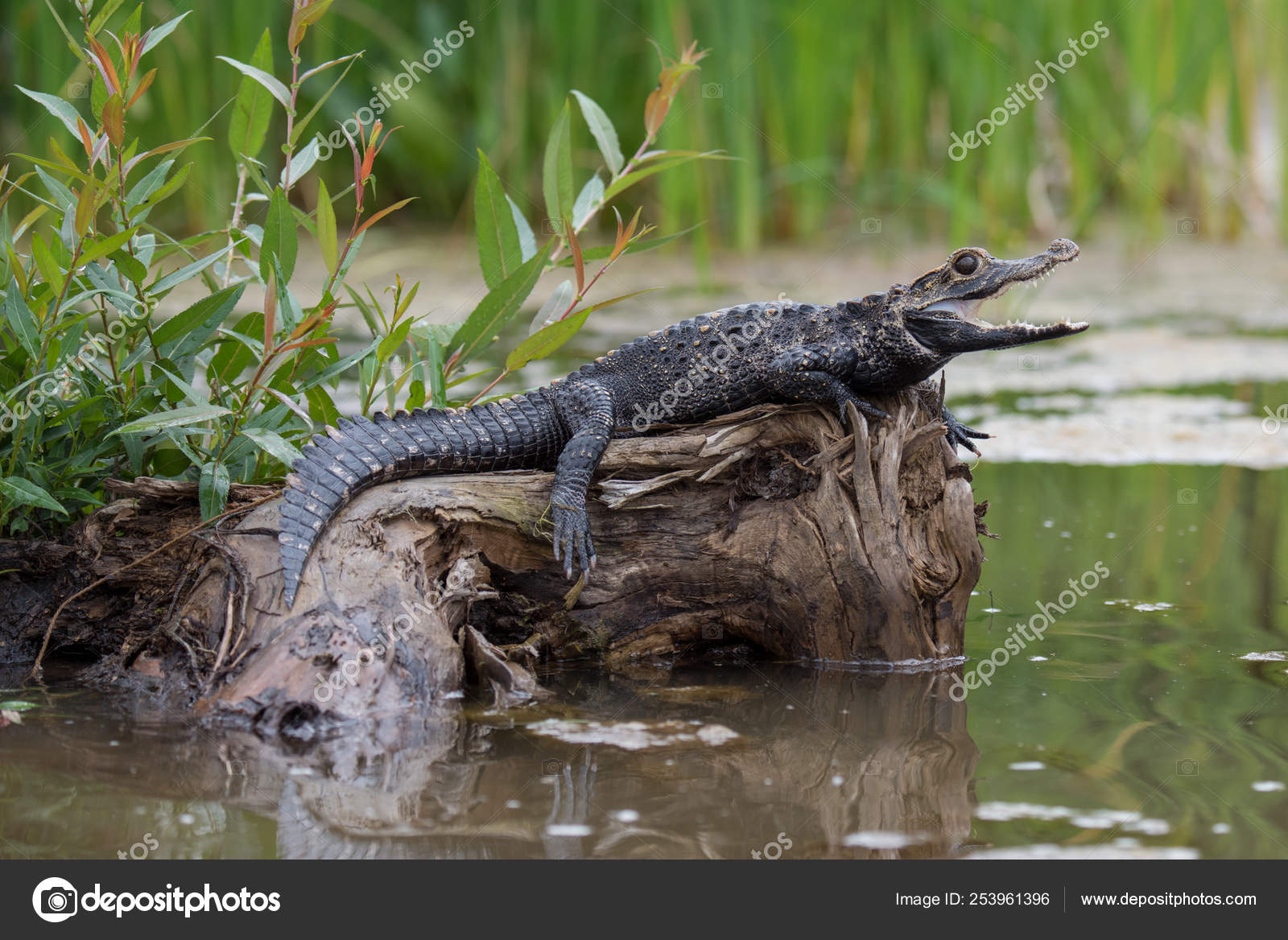 Black Caiman Melanosuchus Niger Amazon Rainforest Brazil Stock Photo by ...
