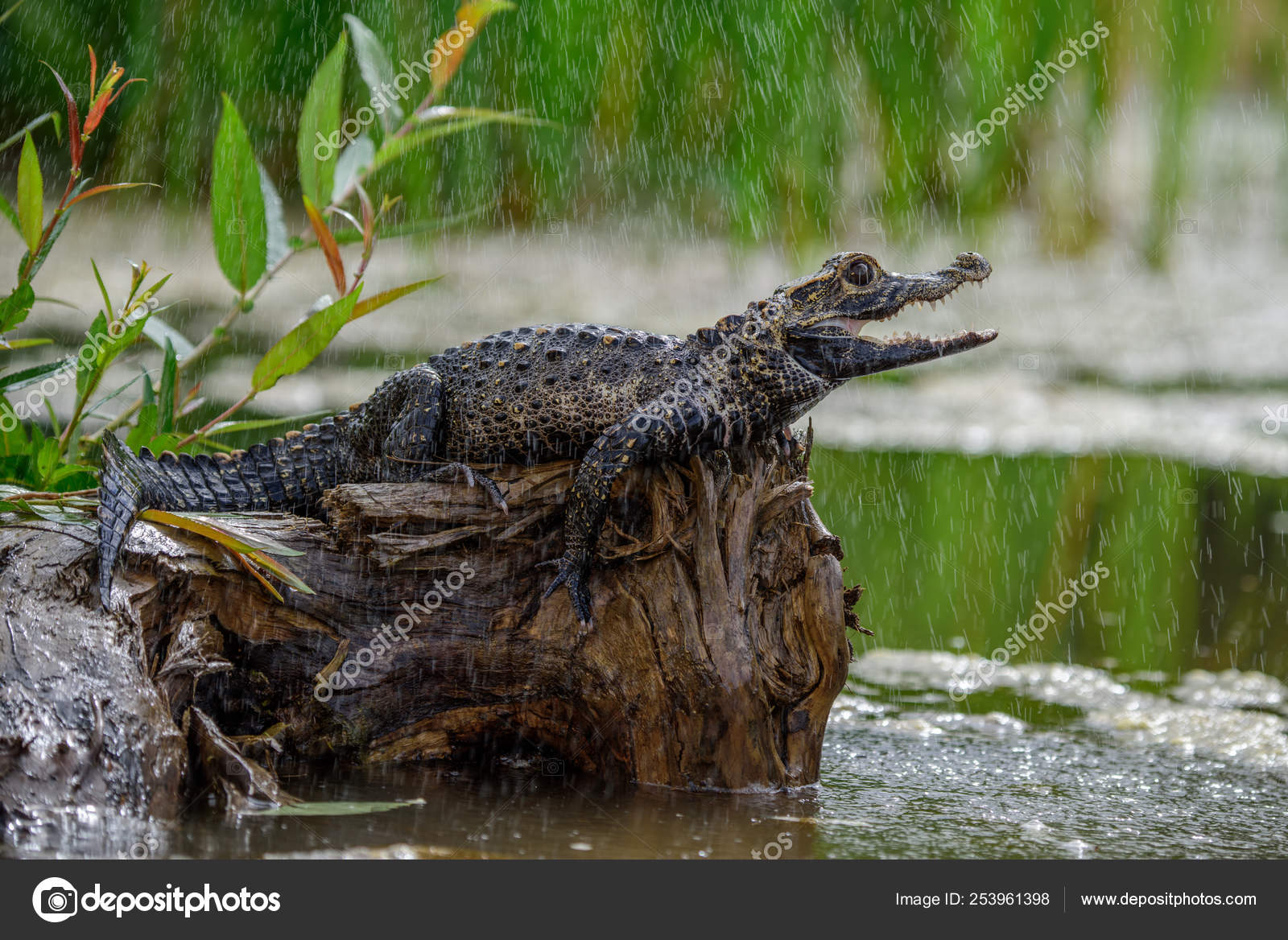 Black Caiman Melanosuchus Niger Amazon Rainforest Brazil — Stock Photo ...