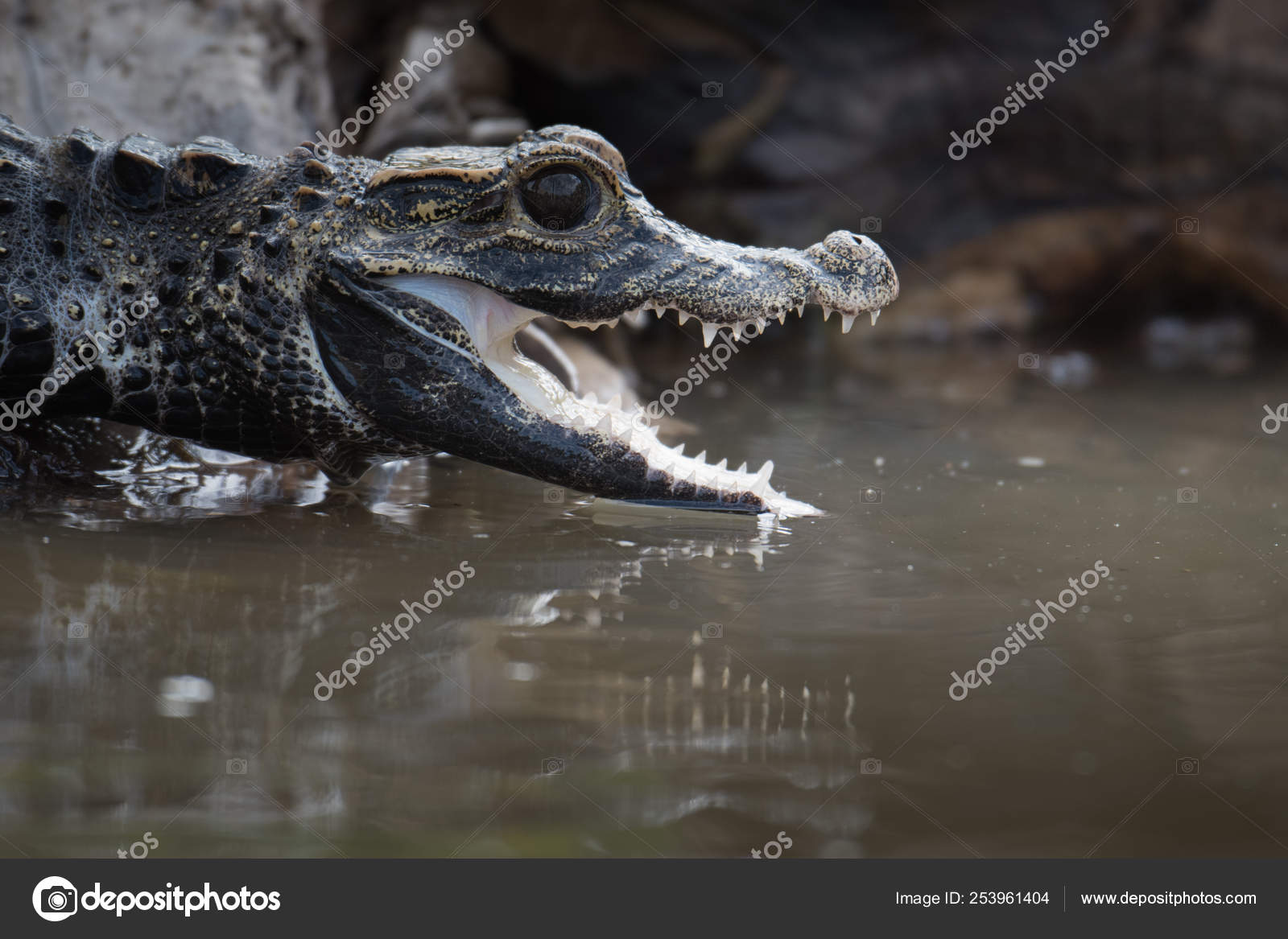 Amazon Caiman
