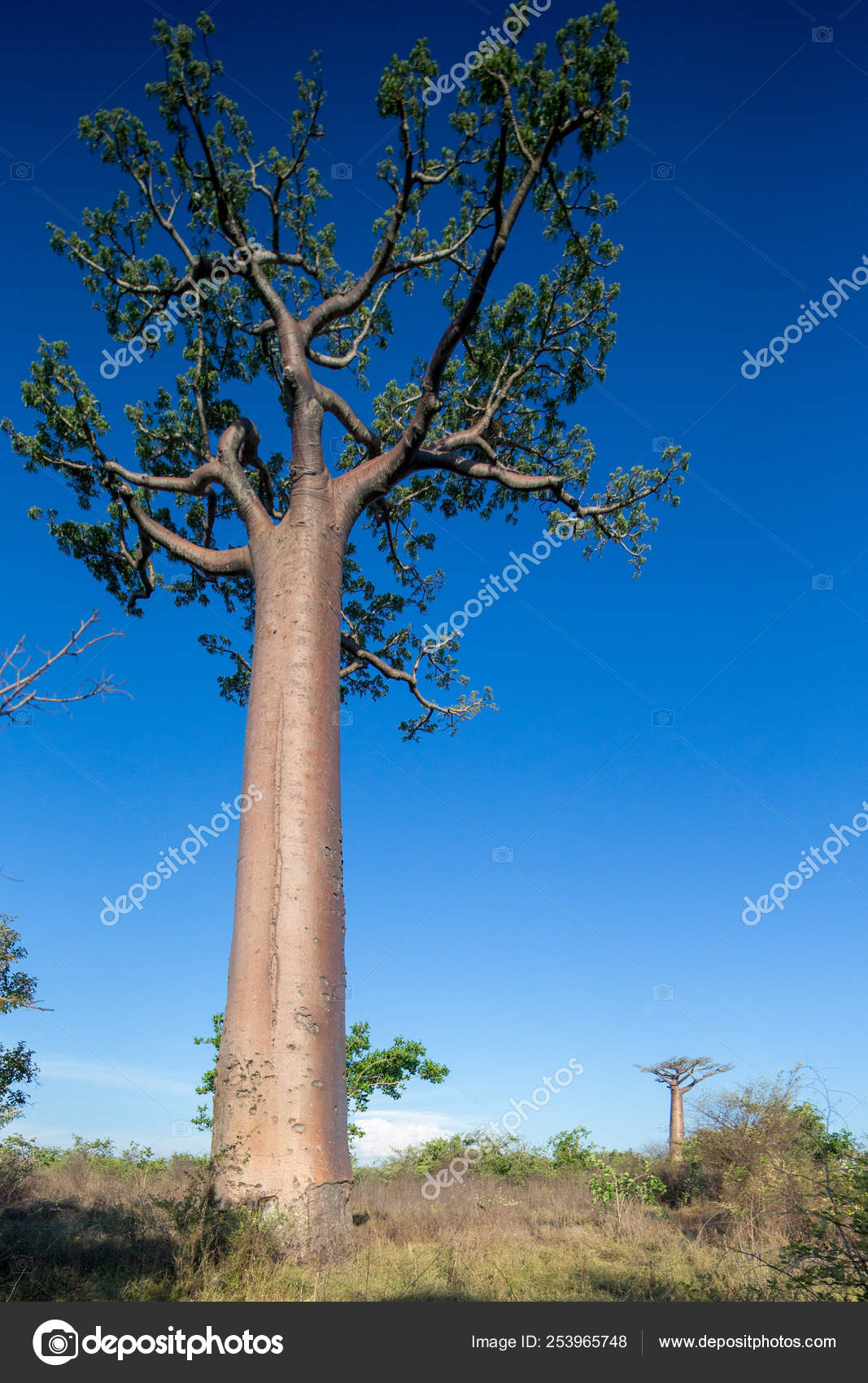 Beautiful Baobab Trees Sunset Avenue Baobabs Madagascar — Stock Photo ...