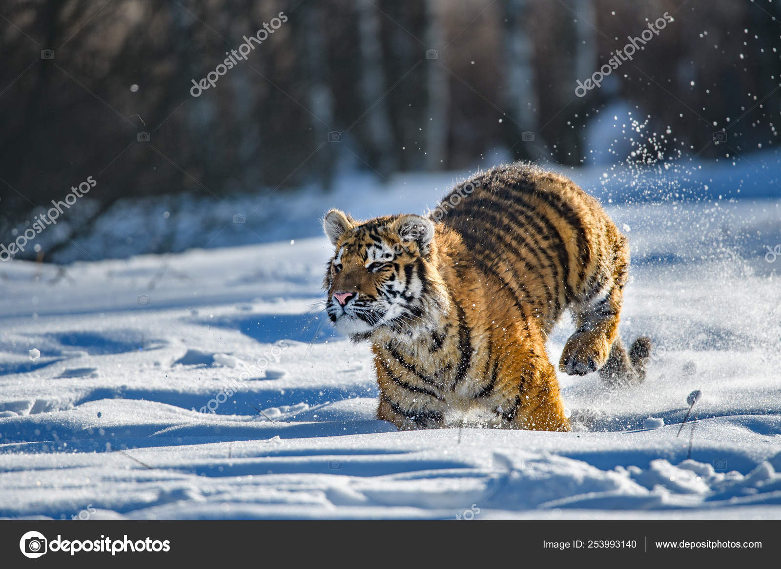 Siberian Tiger Snow Panthera Tigris Stock Photo by ©riverriver 253993140