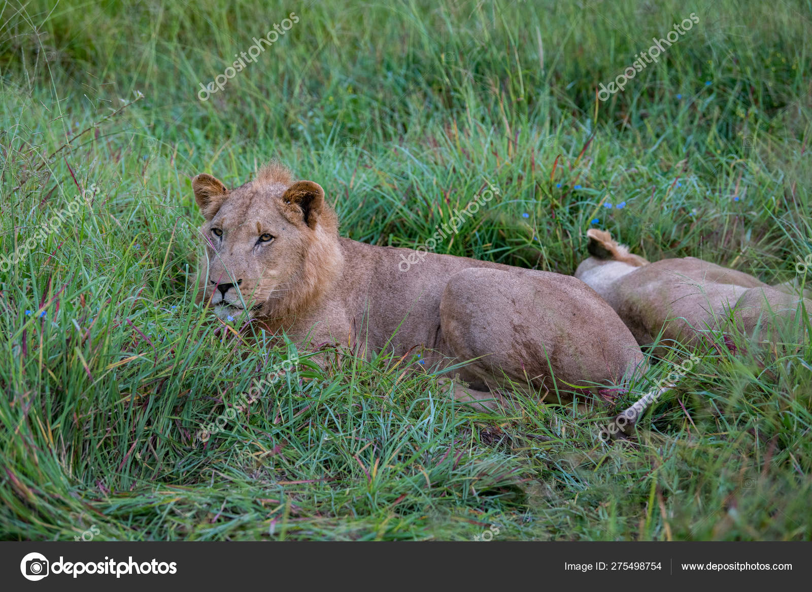 Leo The Lion King Lioness Hunt