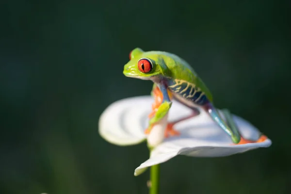 Red Eyed Tree Frog Agalychnis Callidryas Sitting Green Leave Tropical ...