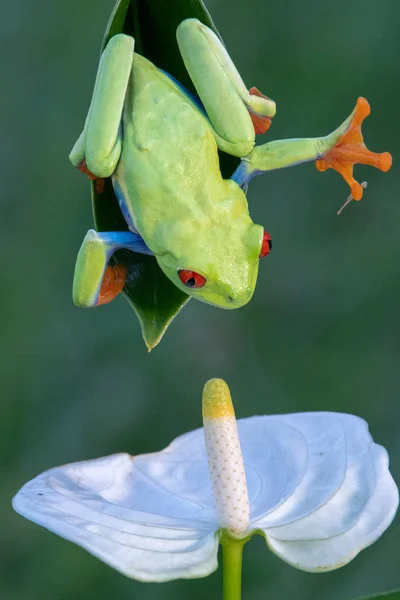 Red Eyed Tree Frog Agalychnis Callidryas Sitting Green Leave Tropical ...