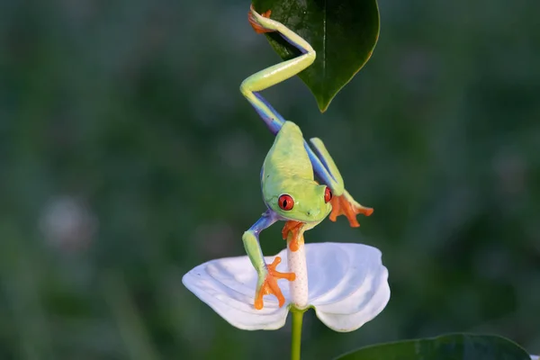 Red Eyed Tree Frog Agalychnis Callidryas Sitting Green Leave Tropical ...