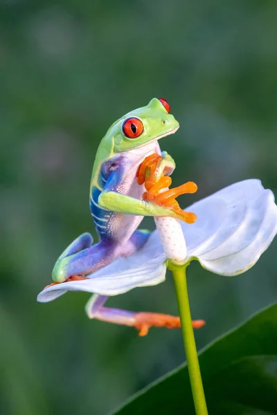 Red Eyed Tree Frog Agalychnis Callidryas Sitting Green Leave Tropical ...