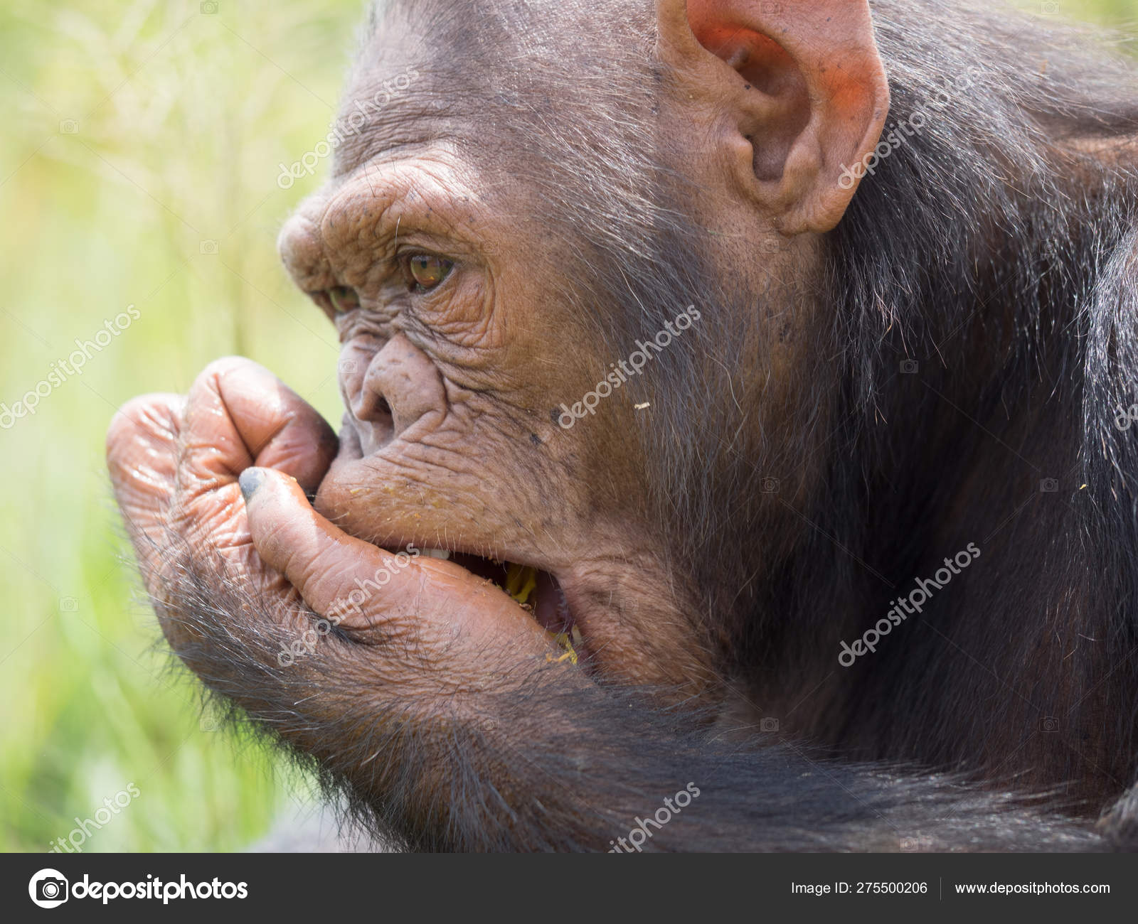 Chimpanzé Consiste Duas Espécies Existentes Chimpanzé Comum Bonobo ...