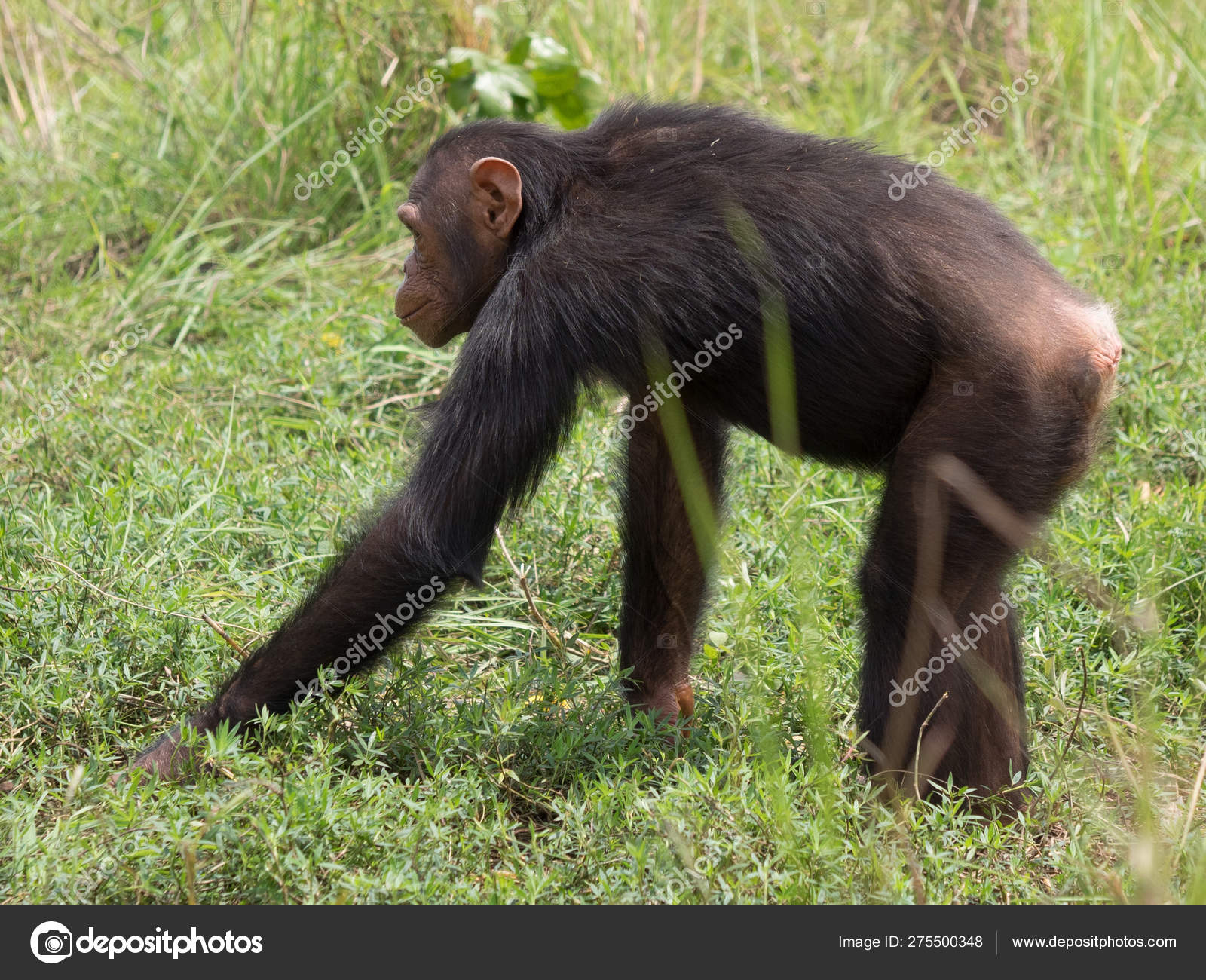 Chimpanzee Consists Two Extant Species Common Chimpanzee Bonobo ...