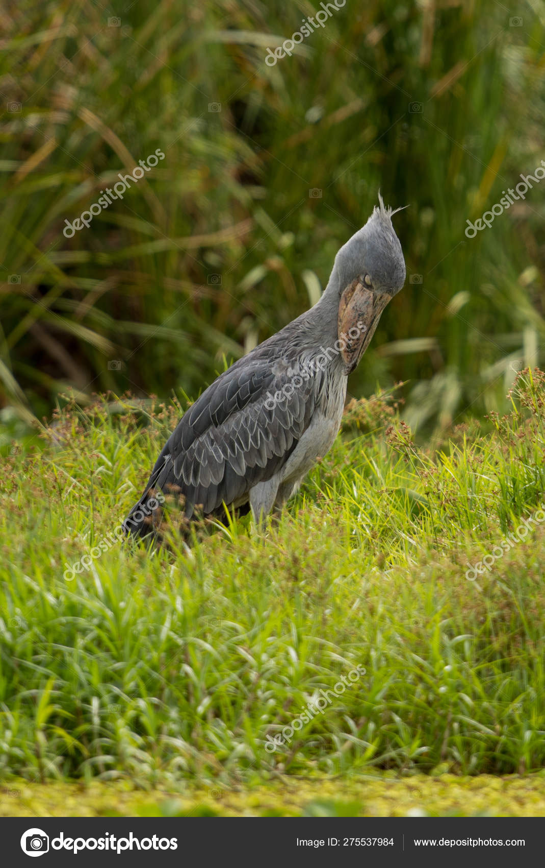 Shoebill Balaeniceps Rex Also Known Whalehead Very Large Stork Bird ...
