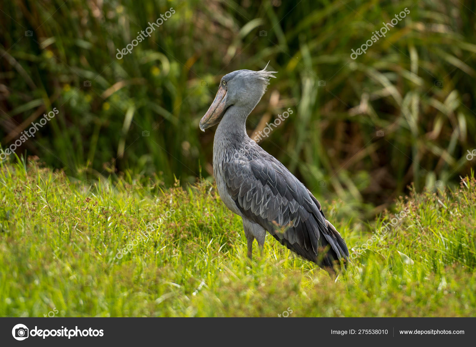 Shoebill Balaeniceps Rex Also Known Whalehead Very Large Stork Bird ...