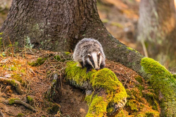 Badger in forest, animal in nature habitat, Germany, Europe. Wild ...