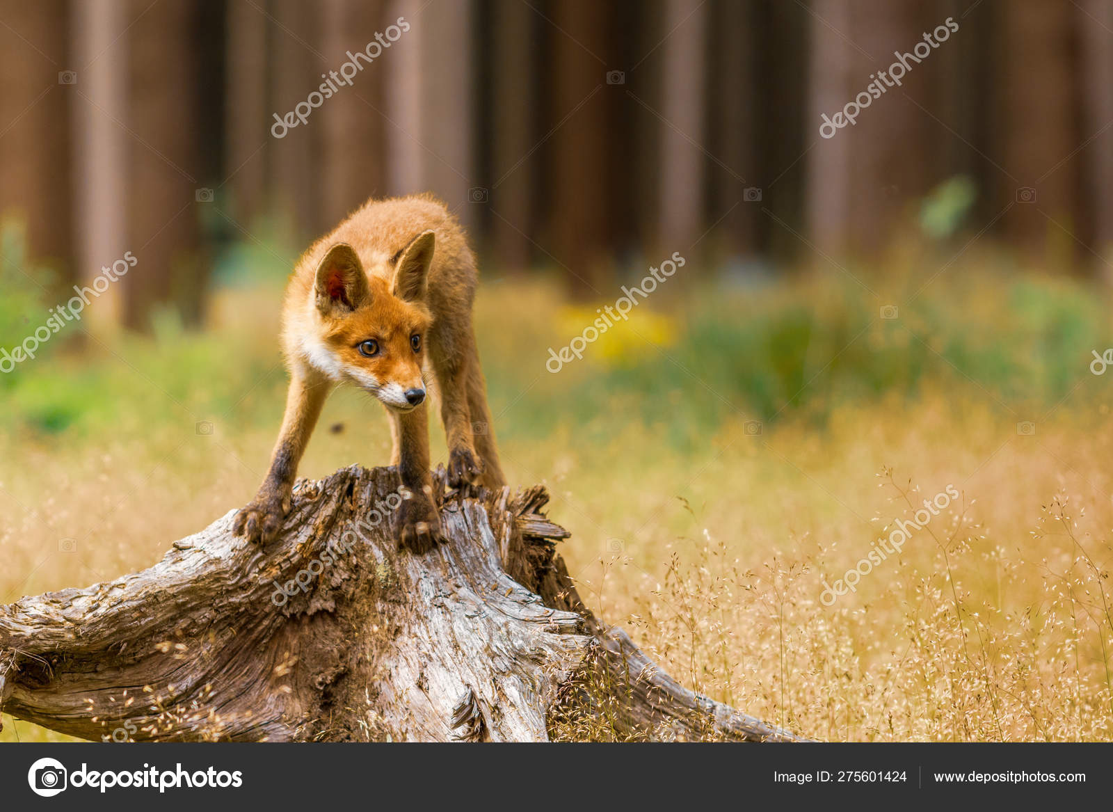 Cute Red Fox Vulpes Vulpes Fall Forest Beautiful Animal Nature Stock ...