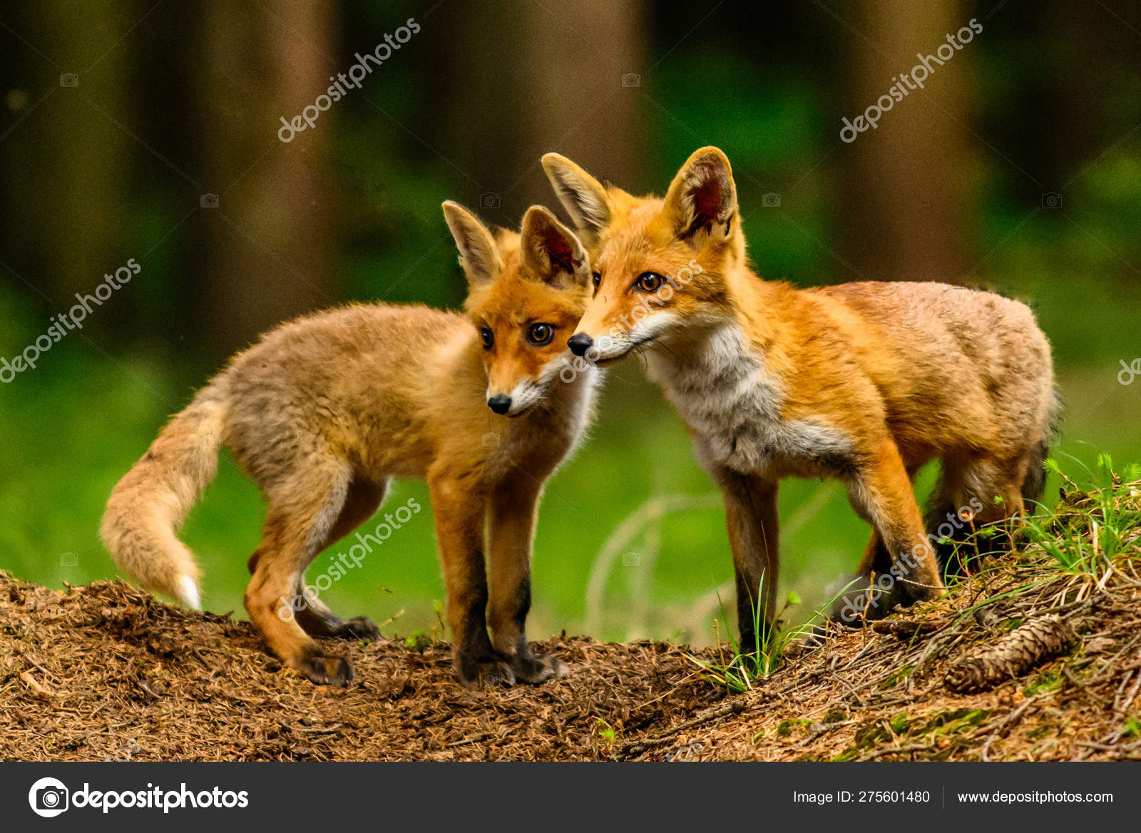 Baby Red Fox Running