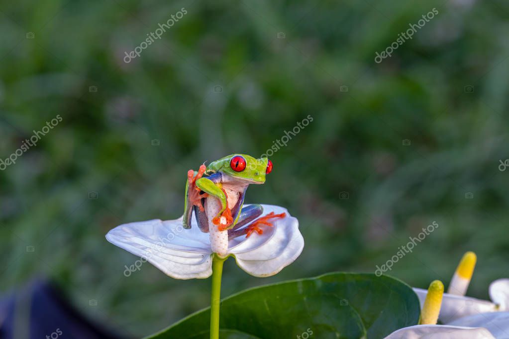 Rana arborícola de ojos rojos, Agalychnis callidryas, sentada en el ...