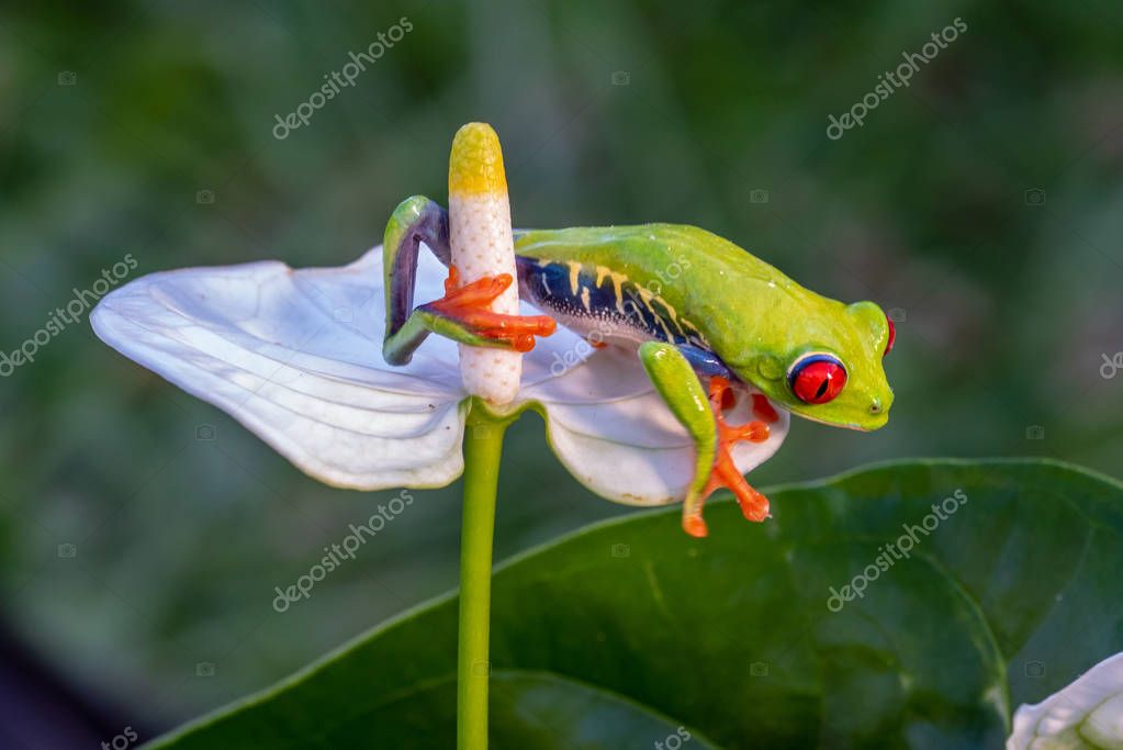 Rana arborícola de ojos rojos, Agalychnis callidryas, sentada en el ...