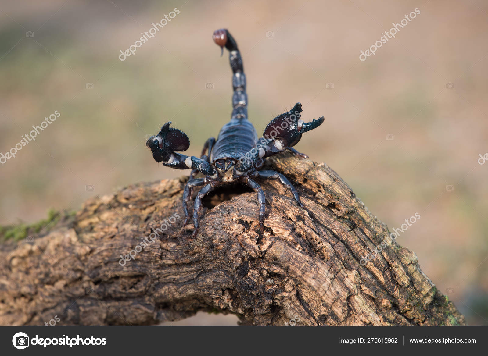 Tropical Rainforest Scorpion