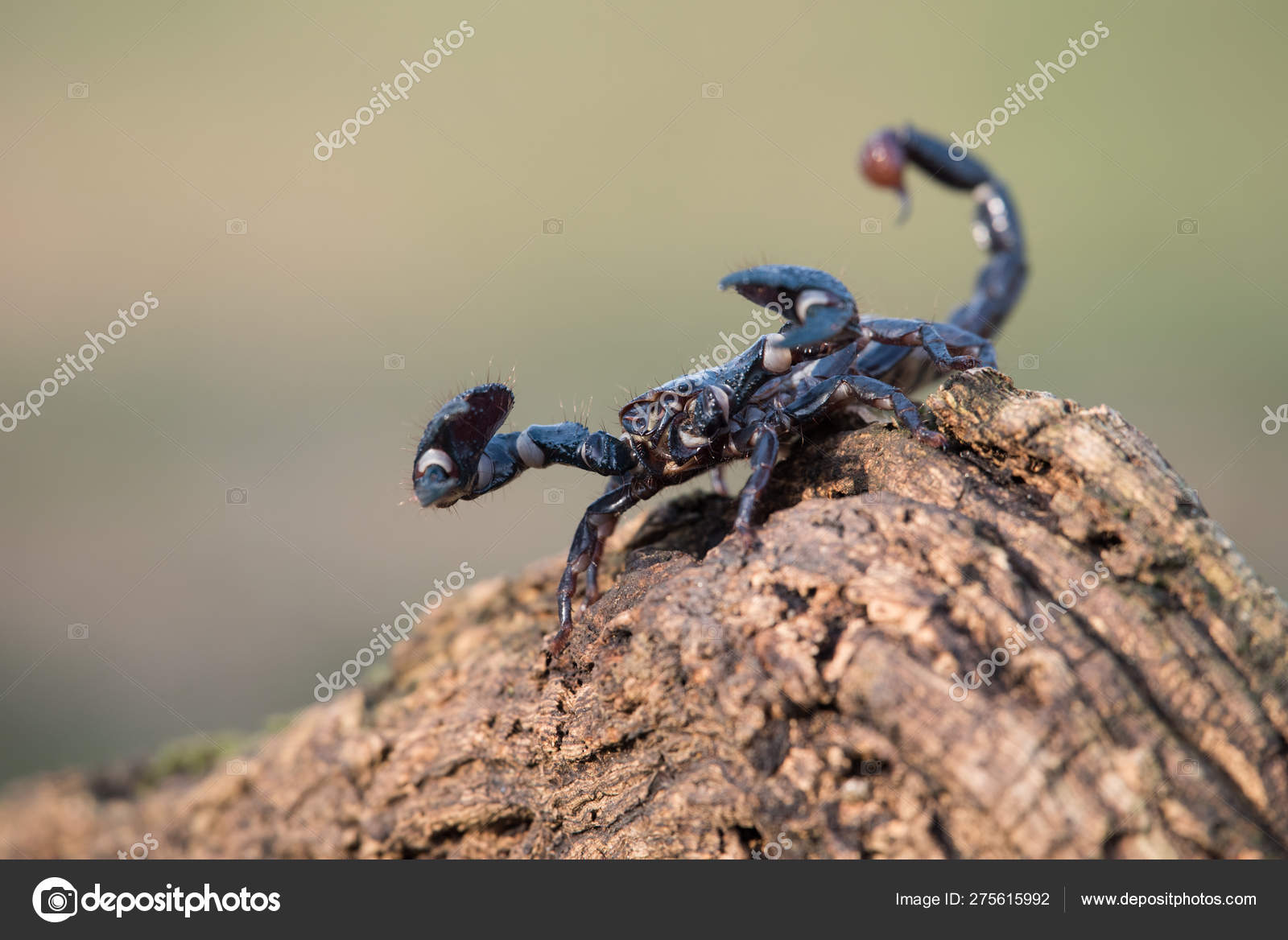Biggest Real Scorpion In The World