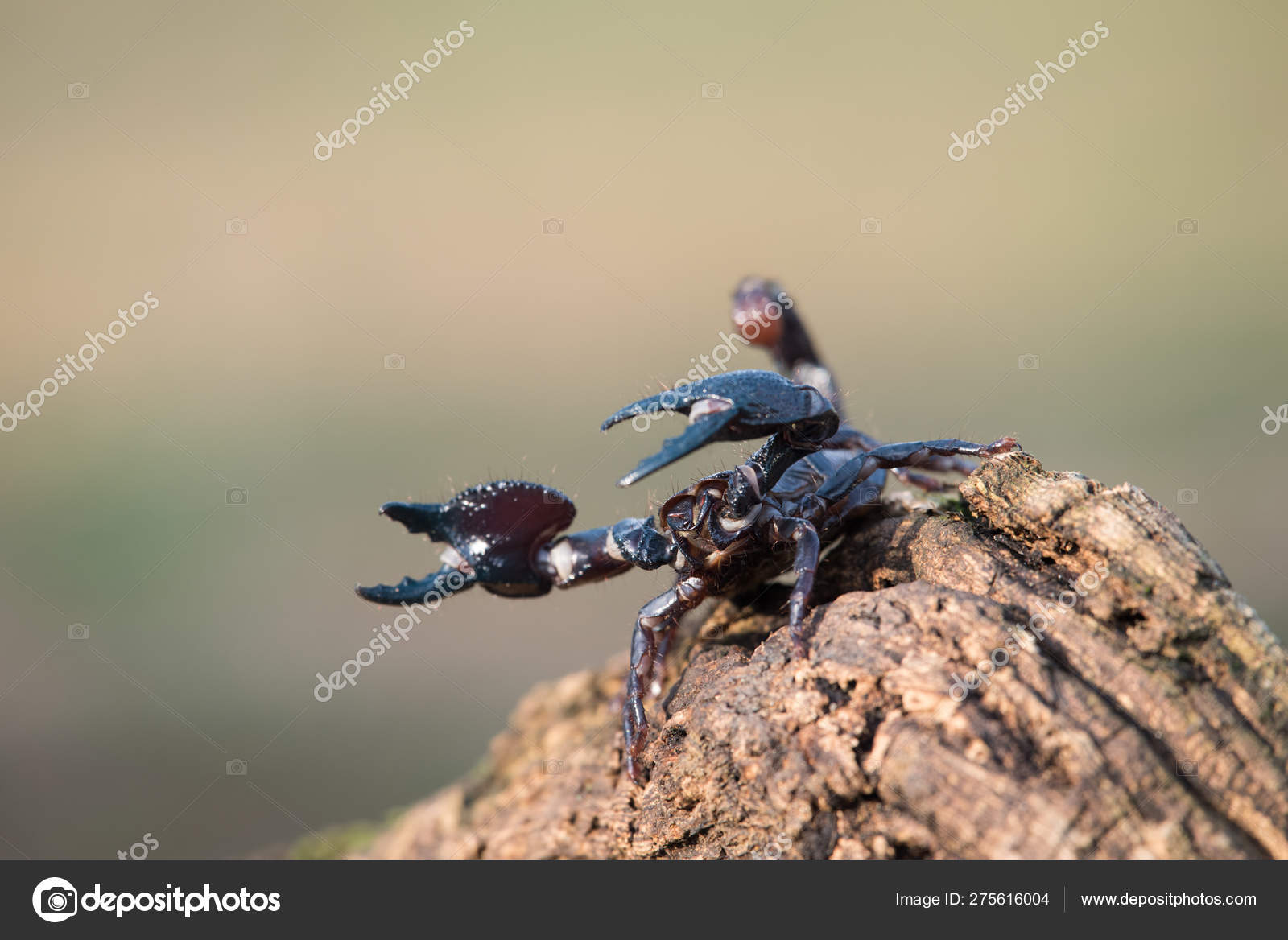 Biggest Real Scorpion In The World