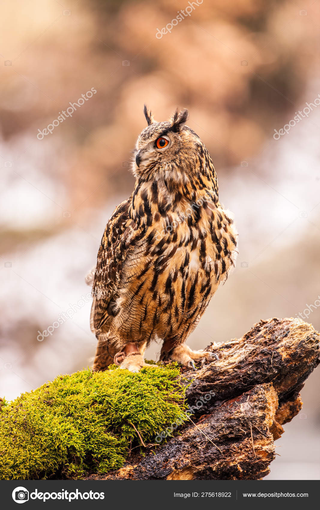 Eurasian Eagle Owl Bubo Bubo Flying Bird Open Wings Autumn Stock Photo ...