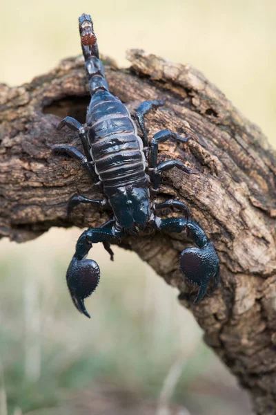 El escorpión emperador es una especie de escorpión nativo de las selvas ...