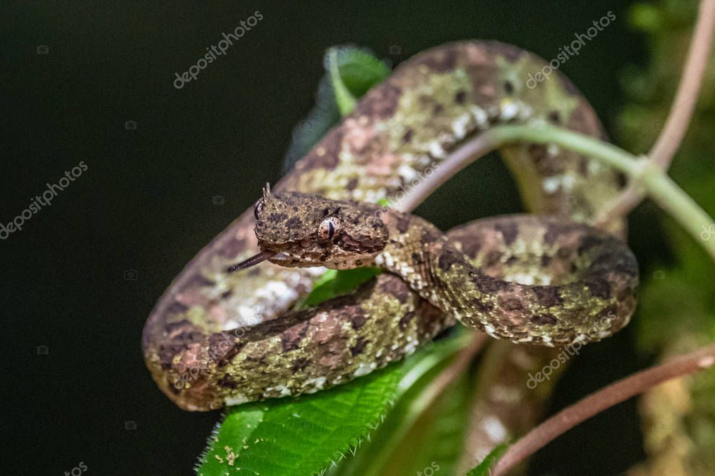 Bothriechis lateralis es una especie de víbora venenosa que se ...