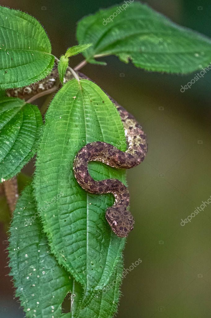 Bothriechis lateralis es una especie de víbora venenosa que se ...