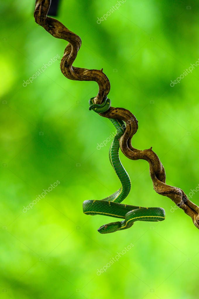 Bothriechis lateralis es una especie de víbora venenosa que se ...