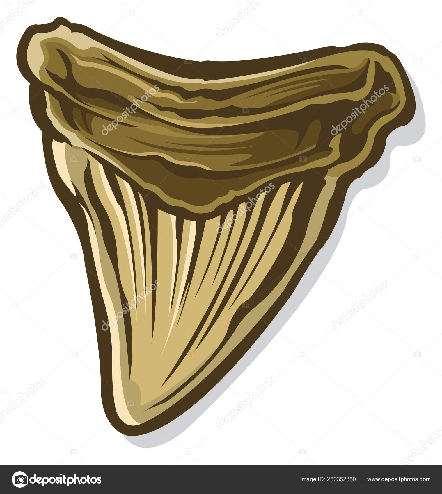 Cartoon Shark Tooth
