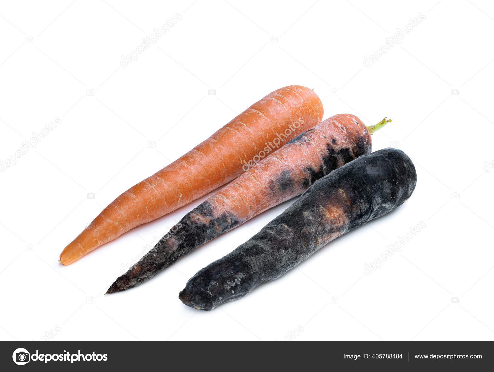 Carrots Rotting