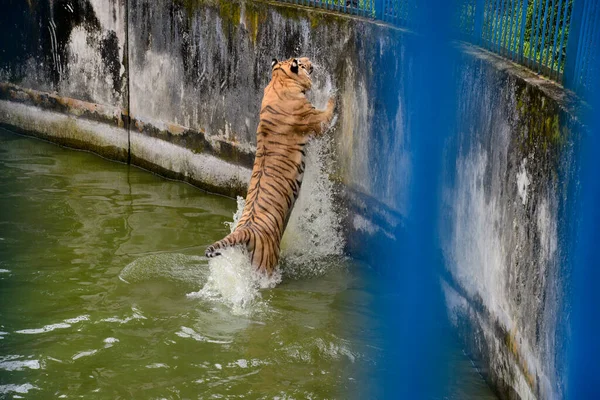 Tiger bath Stock Photos, Royalty Free Tiger bath Images | Depositphotos