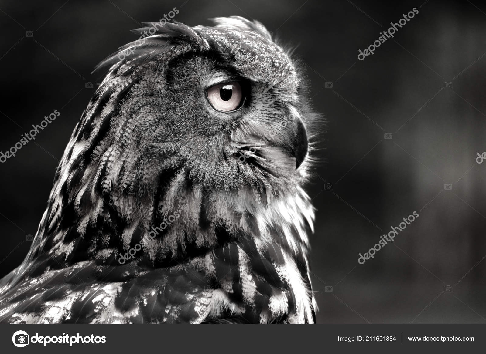 Owls Birds Order Strigiformes Which Includes 200 Species Mostly ...