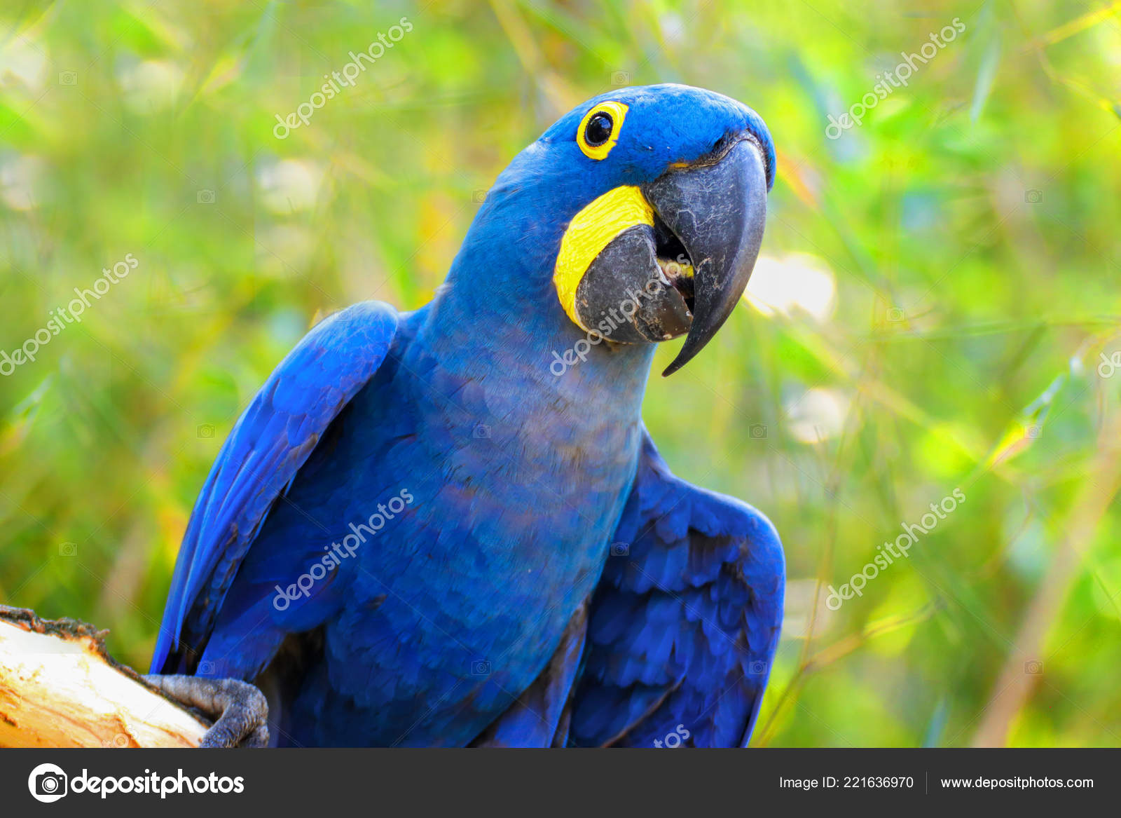 Blue Amazon Parrot