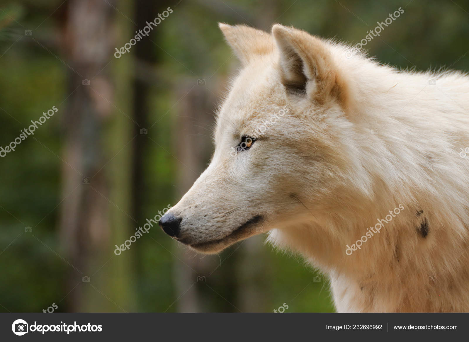 White Wolf Side View