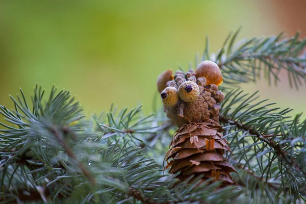 Cone tree autumn season garden - Stock Image - Everypixel