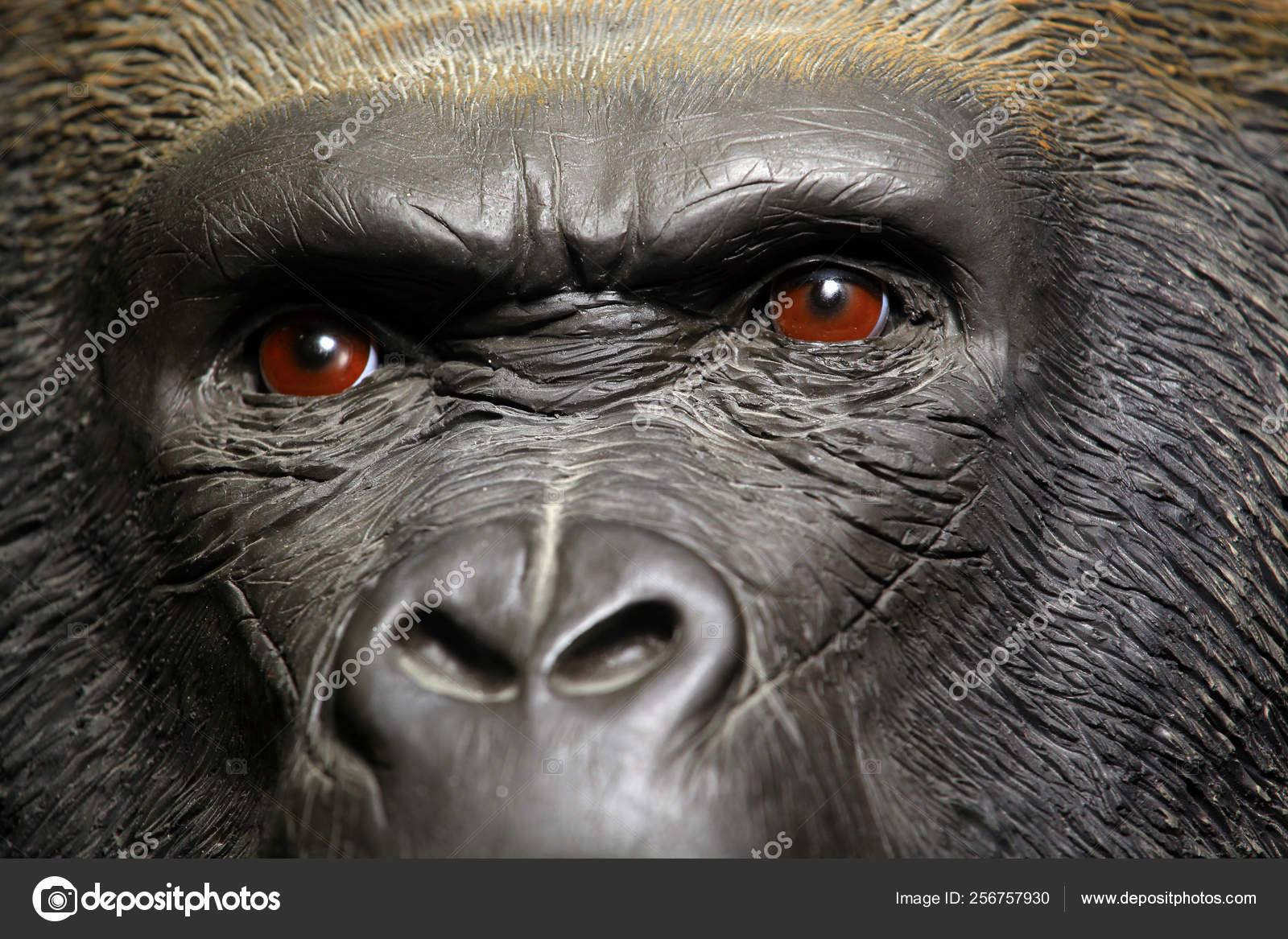 Angry Gorilla Eyes