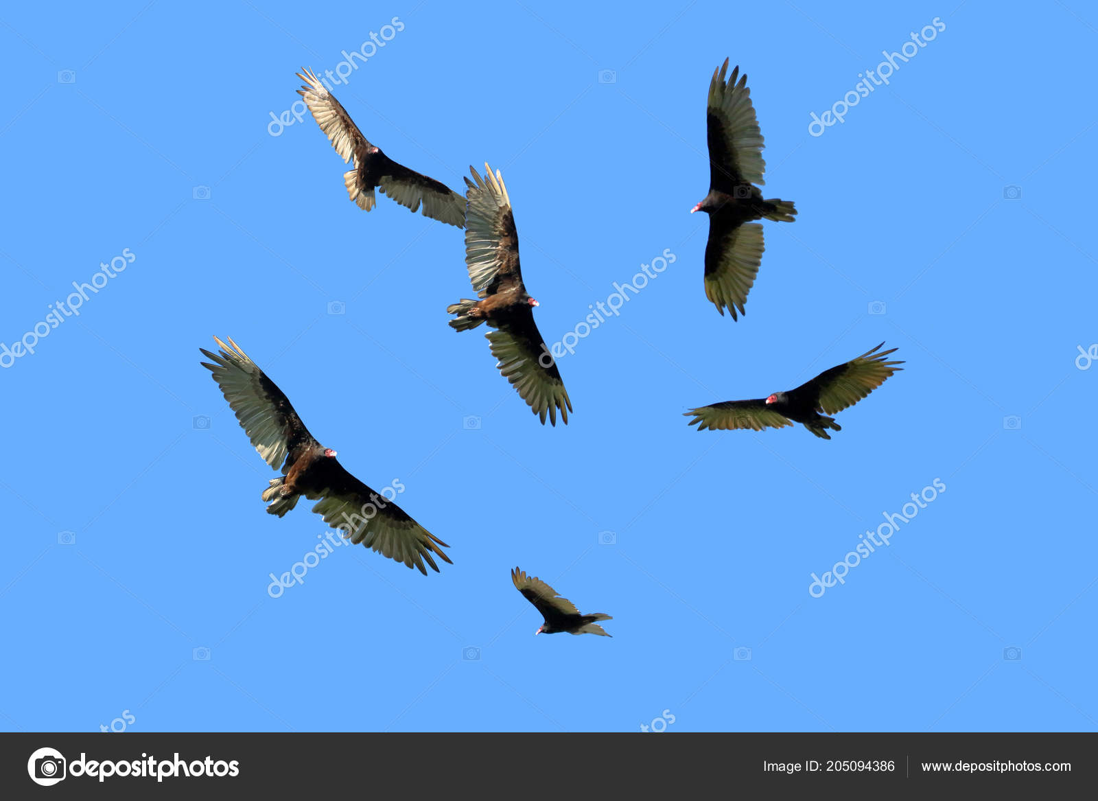 Vultures Circling