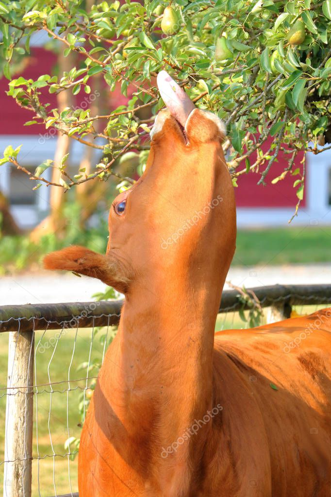 Retrato vertical de una vaca de Jersey marrón estirando su lengua ...