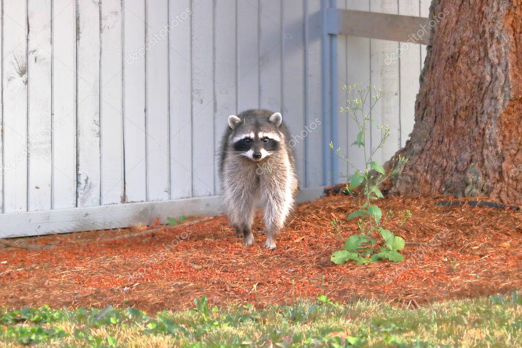 Un mapache adulto mantiene la mirada fija en el desconocido antes de ...