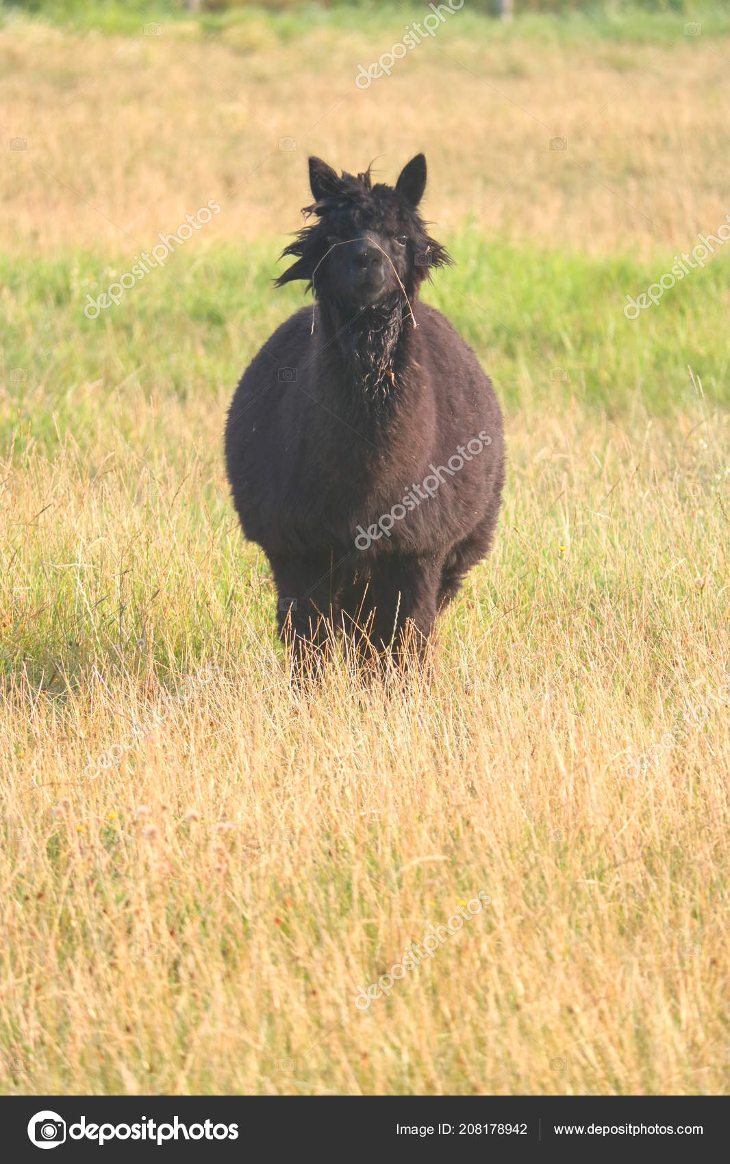 Full Frontal View Black Adult Alpaca Standing Summer Grassland Stock ...