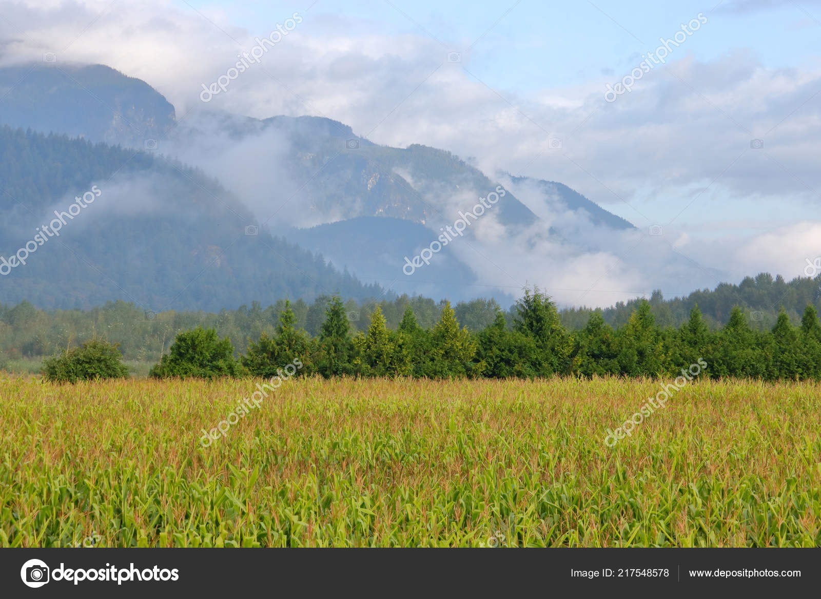 Canadian Cornfields East End Fraser Valley Abbotsford British Columbia ...