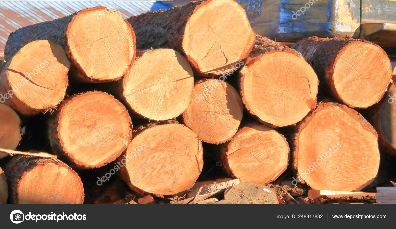 Close View Red Cedar Log Pile Has Been Cut Prepare — Stock Photo ...